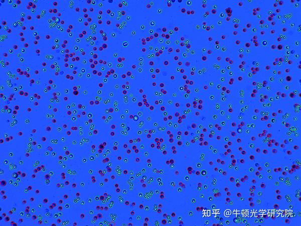 【细胞解读系列】关于A549，您一定要知道的那些事 - 知乎