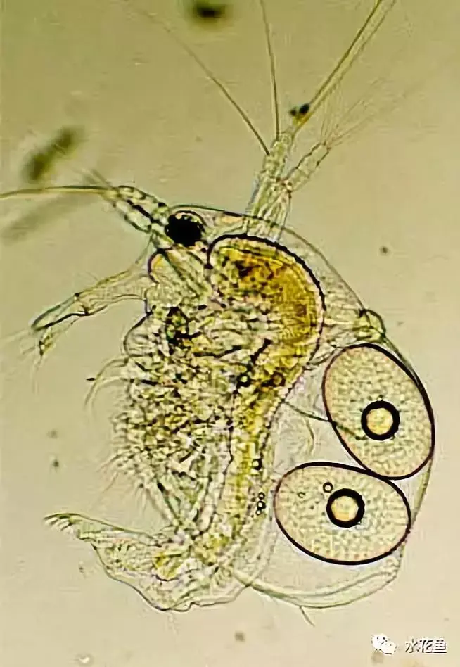 高清图谱(上)：水体浮游生物——浮游动物29种 - 知乎