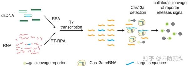基于CRISPR的诊断技术 - 知乎
