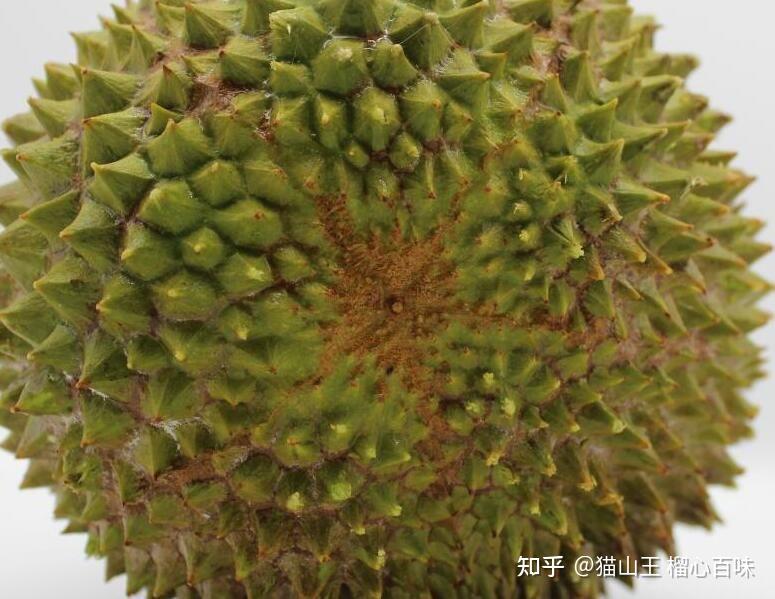 猫山王D197榴莲开果方法 - 知乎