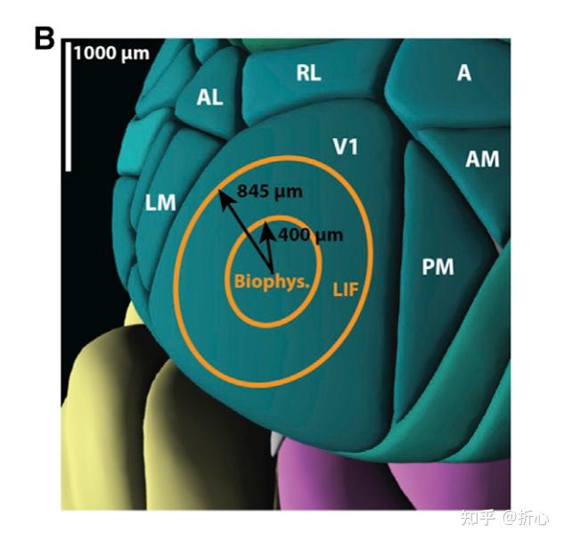 一些文章：Allen V1 小鼠初级视觉皮层仿真 - 知乎