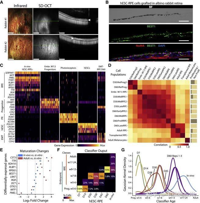 干细胞治疗黄斑变性！Cell：可衍生纯正RPE细胞群，减缓疾病进程 - 知乎
