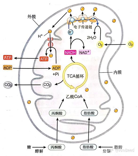 【AmBeed解读】线粒体：生命活力的“动力源泉” - 知乎