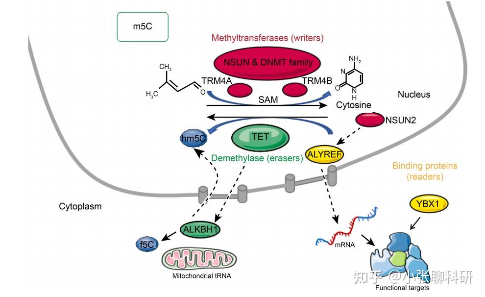 热点综述 | m5C修饰——接替m6A的后起之秀？ - 知乎