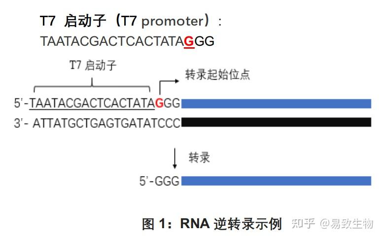 T7 RNA 聚合酶的模板是单链还是双链DNA？ - 知乎