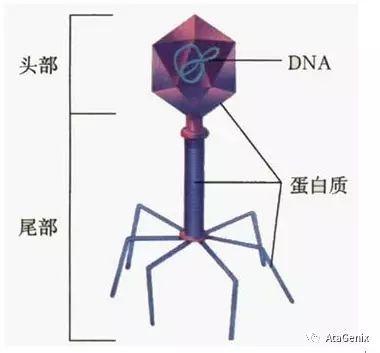 噬菌体：首尾相接，总长可达两亿光年 - 知乎