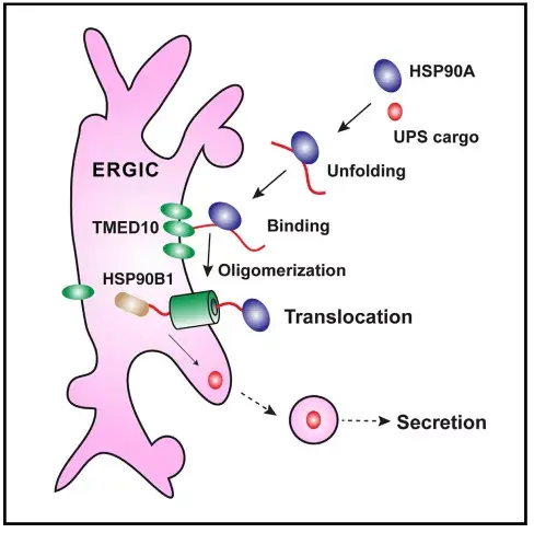 Cell主刊丨TMED10小鼠模型助力蛋白质非经典分泌途径机制阐述-葛亮团队 - 知乎