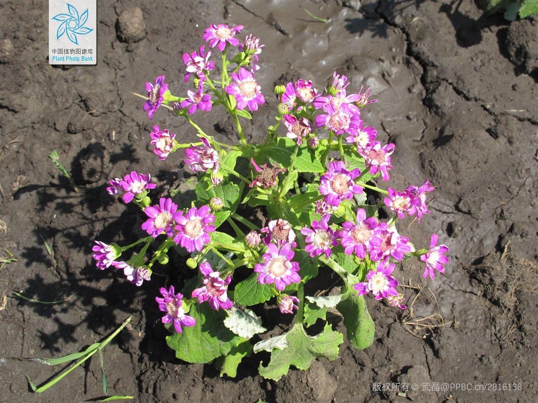 几种常见菊科花卉植物 - 知乎