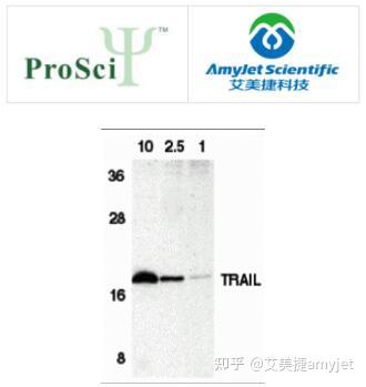 ProSci Trail抗体参考说明书 - 知乎