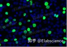 细胞增殖检测之EdU法 - 知乎