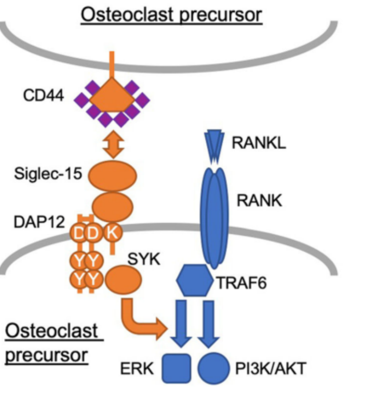 【热门靶点解析】免疫疗法新方向：Siglec-15 - 知乎