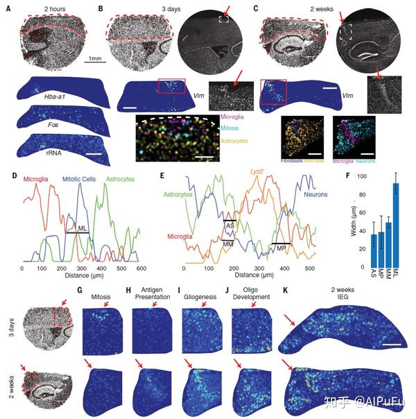 Science重磅 | 新技术Slide-seq能以高空间分辨率测量全基因组的表达情况 - 知乎