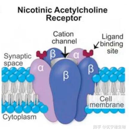 烟碱型乙酰胆碱受体（nAChRs）结构、功能和热门研究工具 - 知乎