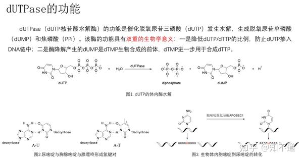 人dUTPase抑制剂compound26的发现历程 - 知乎