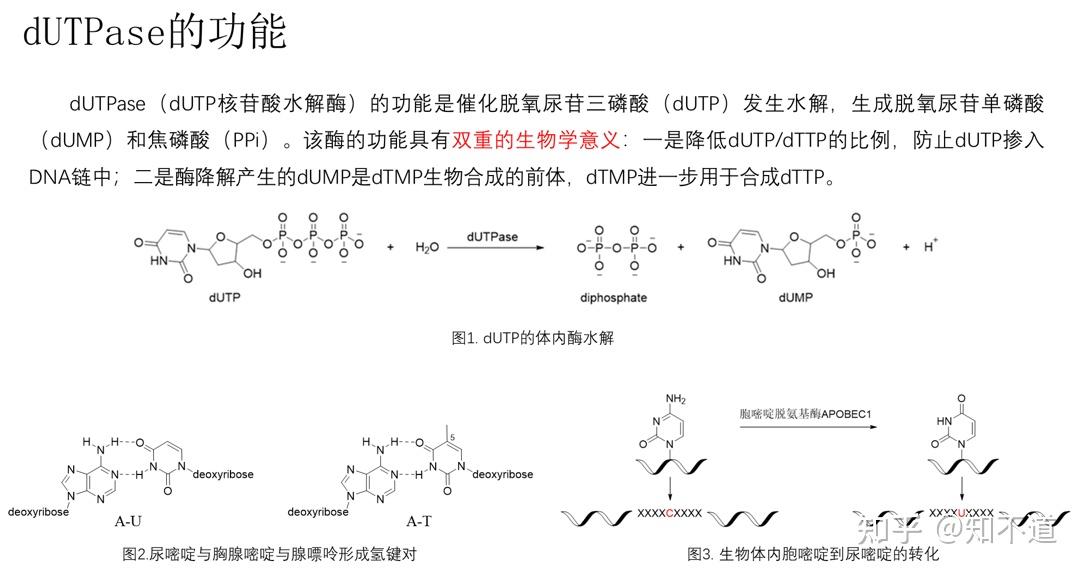 人dUTPase抑制剂compound26的发现历程 - 知乎