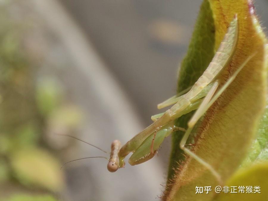 台湾巨斧螳 Titanodula formosana Giglio-Tos, 1912 - 知乎