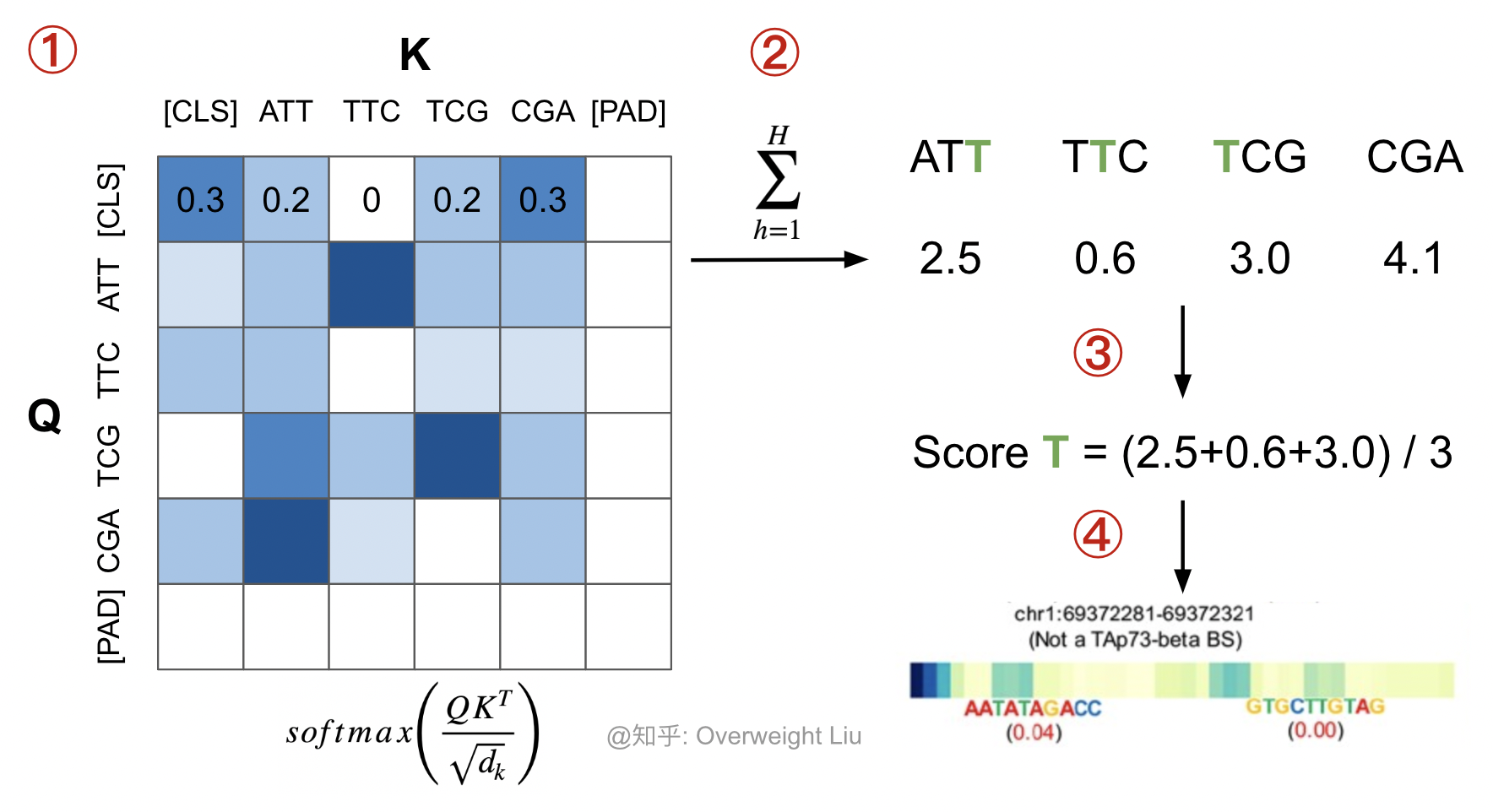 (二) DNABERT 技术解读 - 知乎