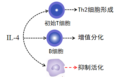 综述|细胞因子基础知识 - 知乎