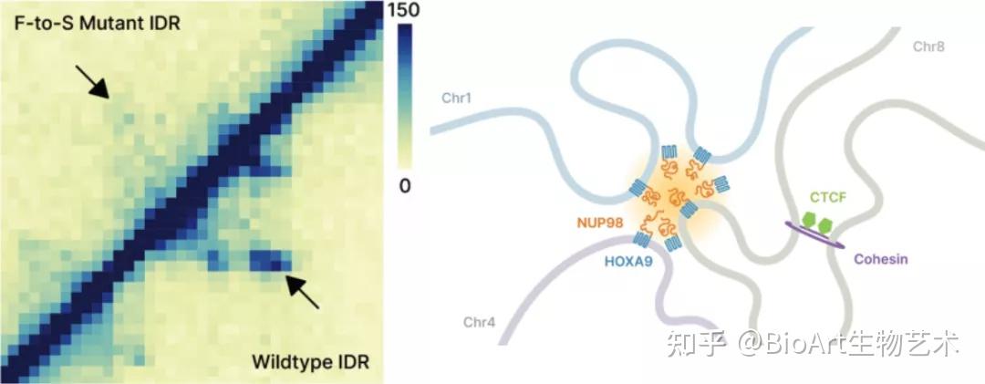 Nature | 相分离促进染色质环结构的形成以及癌症的发生 - 知乎