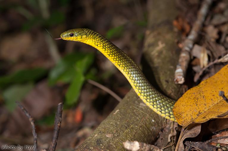 娇弱的绿色精灵——翠青蛇简介 - 知乎