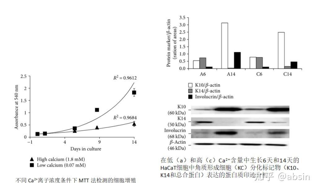 HaCaT细胞培养攻略 - 知乎