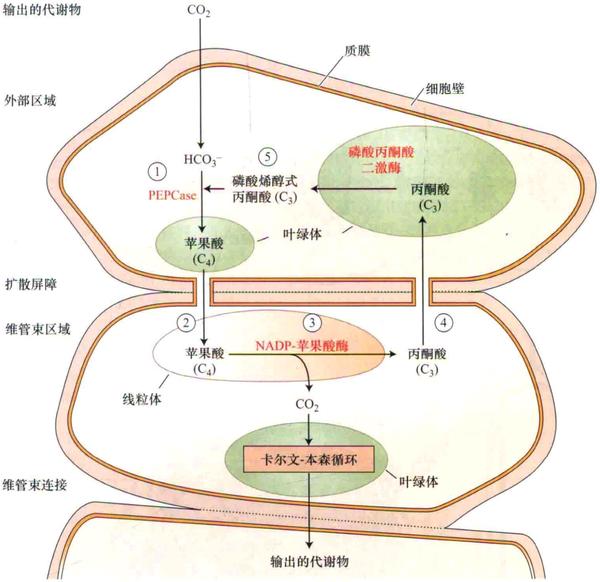 聊聊RuBisCO - 知乎