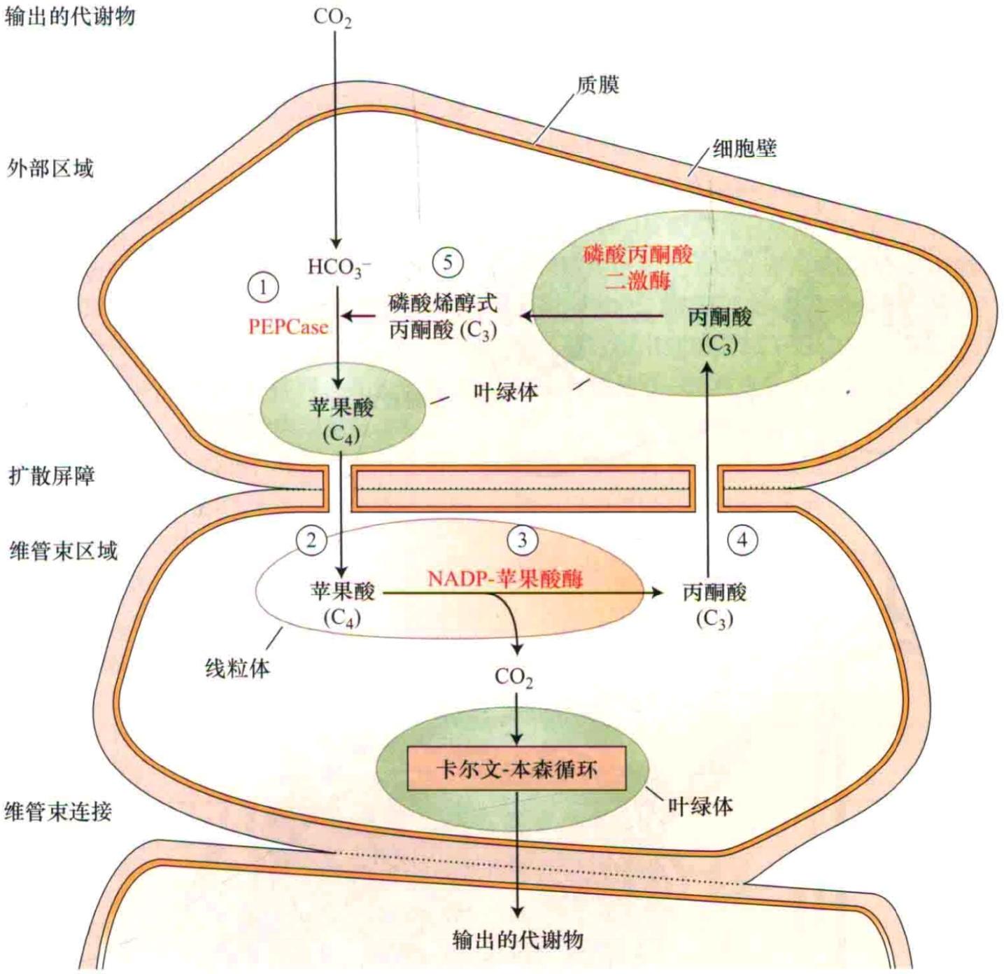 聊聊RuBisCO - 知乎
