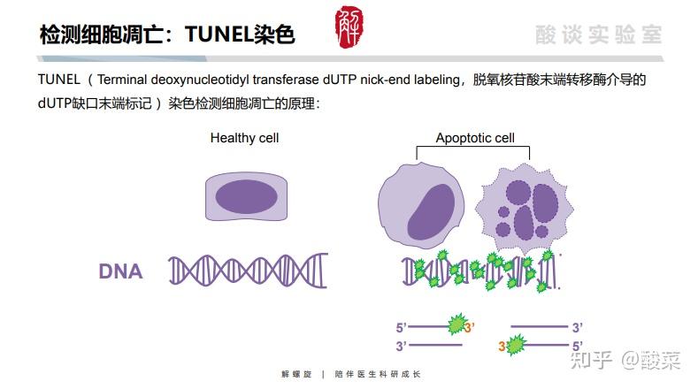 有救啦！CCK-8、MTT、划痕实验 、PI染色等14个实验，巨详细！ - 知乎