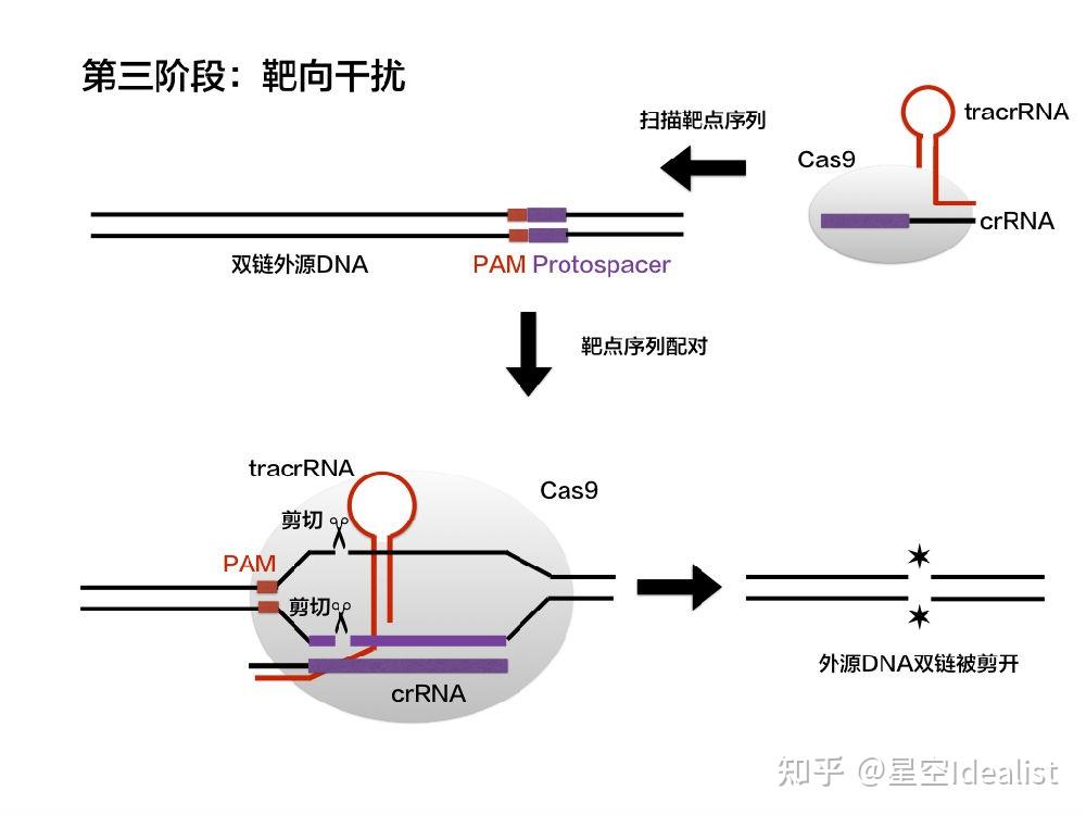 基因组CRISPR序列及Cas酶预测 - 知乎