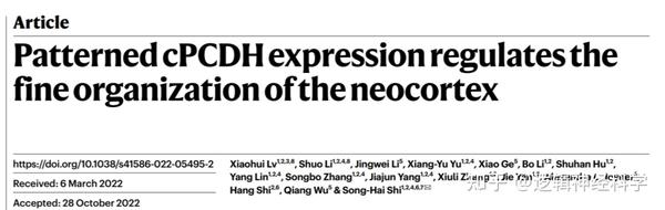 Nature︱清华大学生命科学学院时松海课题组揭示调控大脑新皮层神经元空间精细结构排布和环路组装的新机制 - 知乎