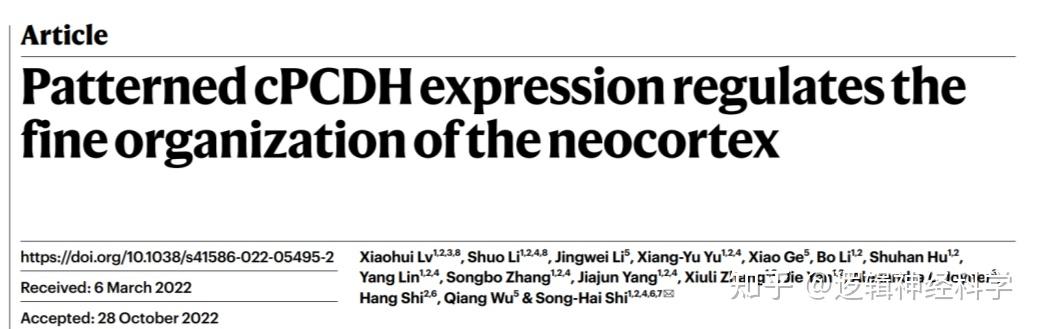 Nature︱清华大学生命科学学院时松海课题组揭示调控大脑新皮层神经元空间精细结构排布和环路组装的新机制 - 知乎