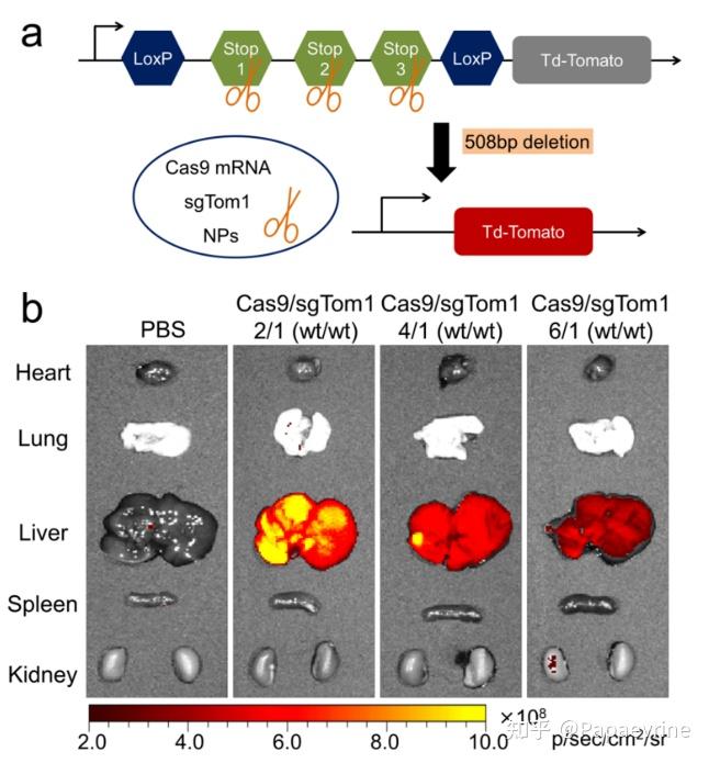 选择性器官靶向（SORT）纳米粒子用于组织特异性mRNA递送和CRISPR/Cas基因编辑（2021.09.07） - 知乎