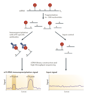 RNA甲基化修饰m6A检测热门技术—MeRIP-seq - 知乎