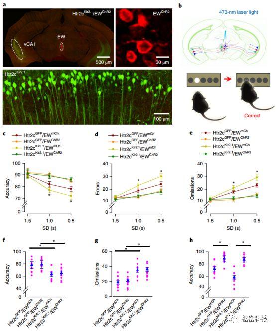 【文献解读】Nature Neuronscience | 注意调控--vCA1 表达Htr2c 受体的神经元到EW CKK 神经元的投射 - 知乎