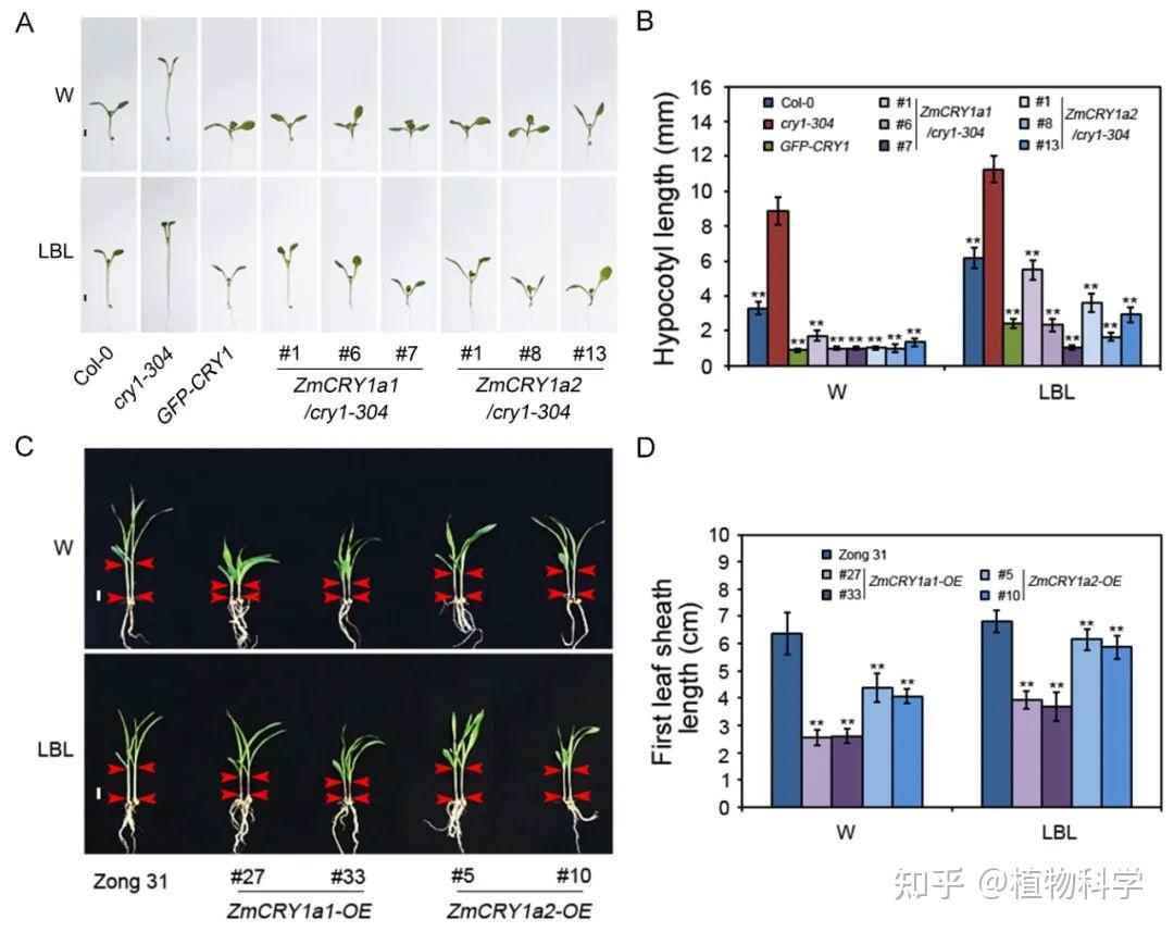 The Crop Journal | 河南农大揭示玉米隐花色素1a1和1a2参与玉米及拟南芥的光形态建成和避荫性反应 - 知乎