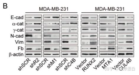 乳腺癌的发生与骨转移癌---- 解析RUNX2/NuRD(MTA1)/CRL4B复合体的作用机制 - 知乎
