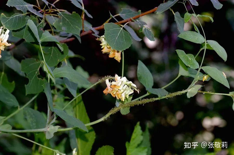 生态客自然观察【分科识花图鉴】30 豆科 c 蝶形花亚科 非三出复叶类型（下） - 知乎