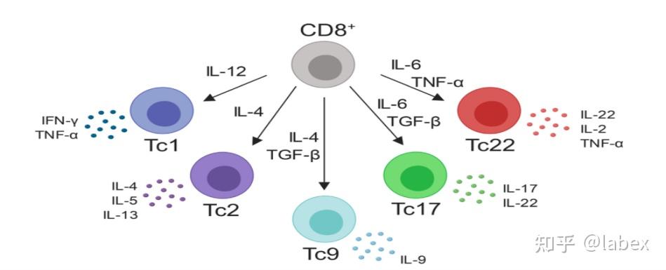 必追的国自然热点：CD8+ T细胞亚群在抗肿瘤免疫中的作用 - 知乎