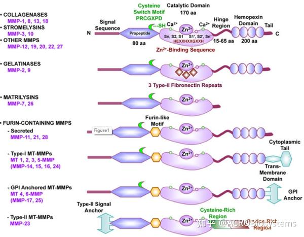 基质金属蛋白酶——多个领域“秀肌肉” - 知乎