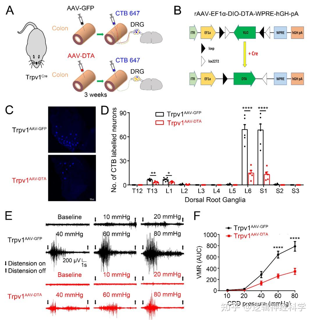 Neuron︱胡宏镇团队揭示机械门控离子通道Piezo2介导内脏痛及内脏痛超敏相关表型 - 知乎