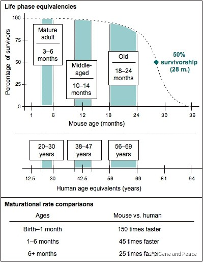 人类年龄与小鼠年纪对比（C57BL/6） - 知乎