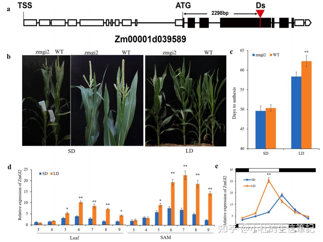 DAP-seq测序（DNA亲和纯化测序）！ - 知乎