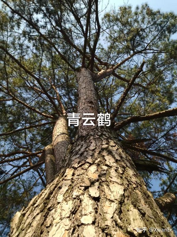 哪种松针可以食用 - 知乎