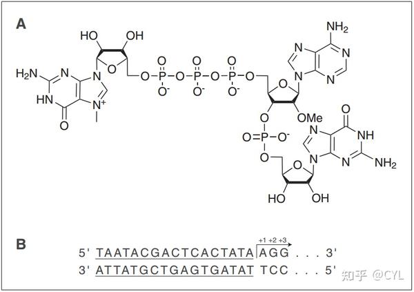 【文献翻译】通过体外转录用共转录CleanCap类似物合成Cap1信使RNA - 知乎