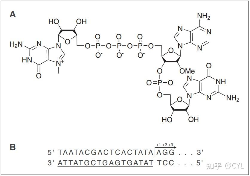 【文献翻译】通过体外转录用共转录CleanCap类似物合成Cap1信使RNA - 知乎