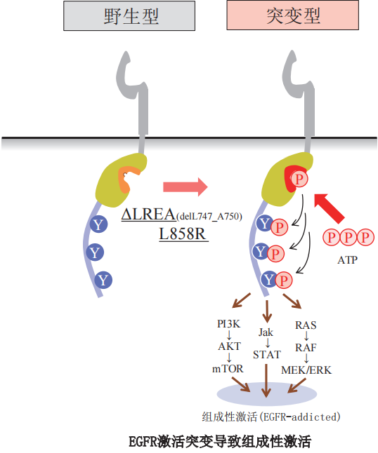 与肿瘤相关的那些明星标志物：肺癌之EGFR - 知乎