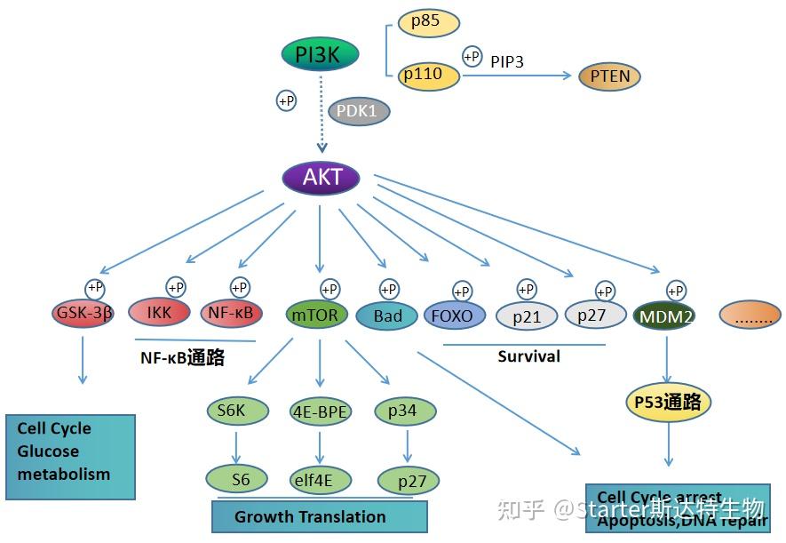 PI3K-Akt 信号通路：解码癌细胞的 “生存引擎” 与靶向治疗新方向 - 知乎