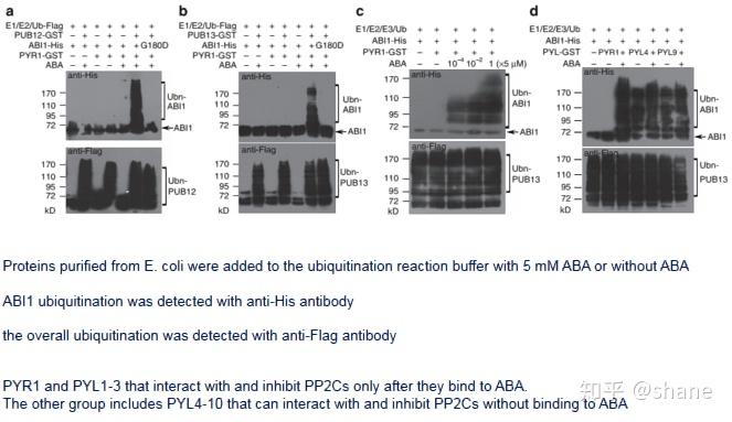 E3泛素连接酶PUB12/13降解ABA的共受体ABI1 - 知乎