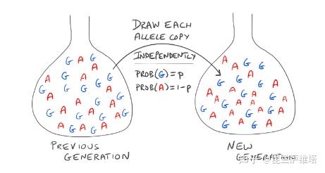 遗传漂变和Wright-Fisher model - 知乎