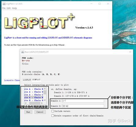 蛋白-蛋白作用分析so easy - Ligplot+ - 知乎